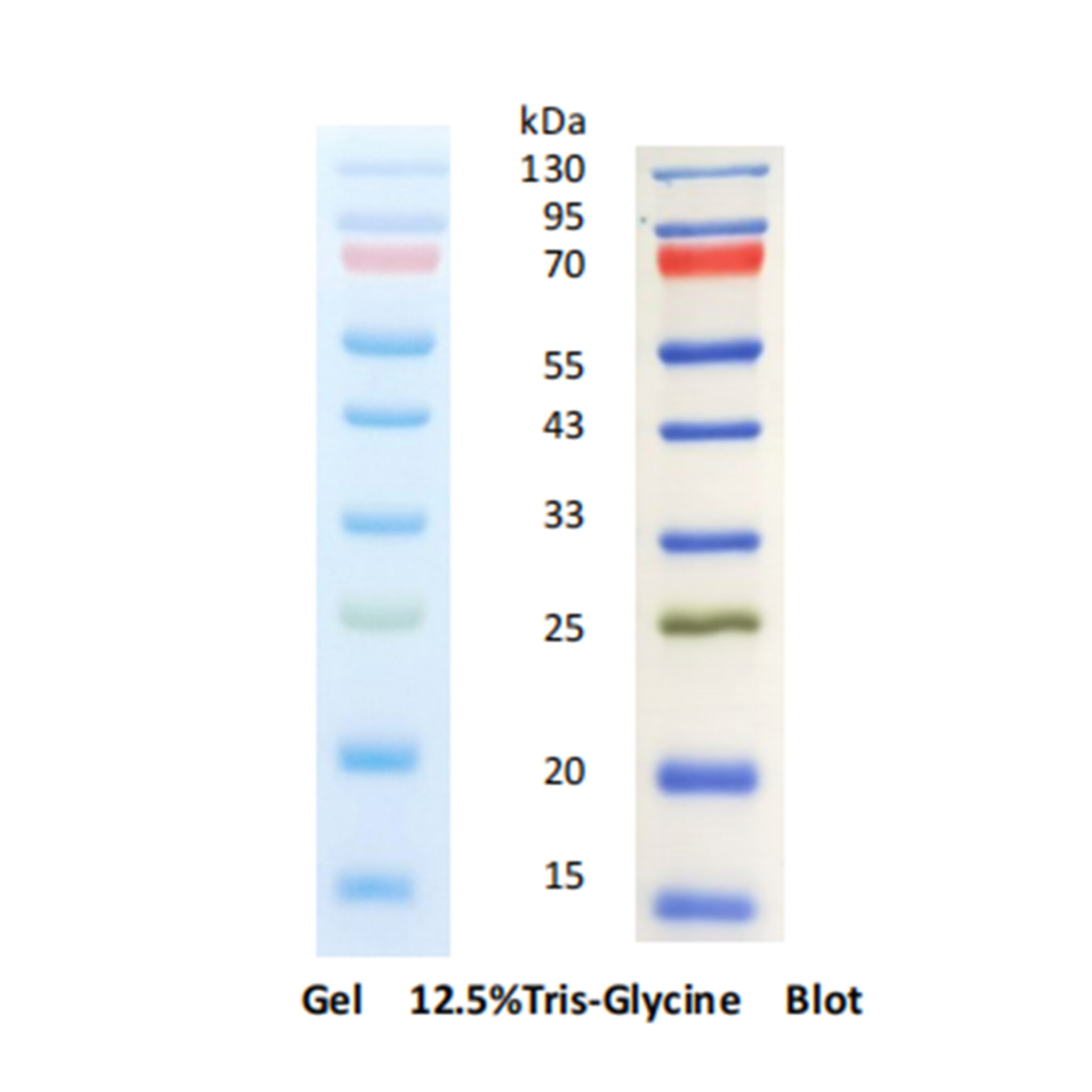 ColorBand Prestained Protein Marker Broad Range 15 kDa-130 kDa | BioSci