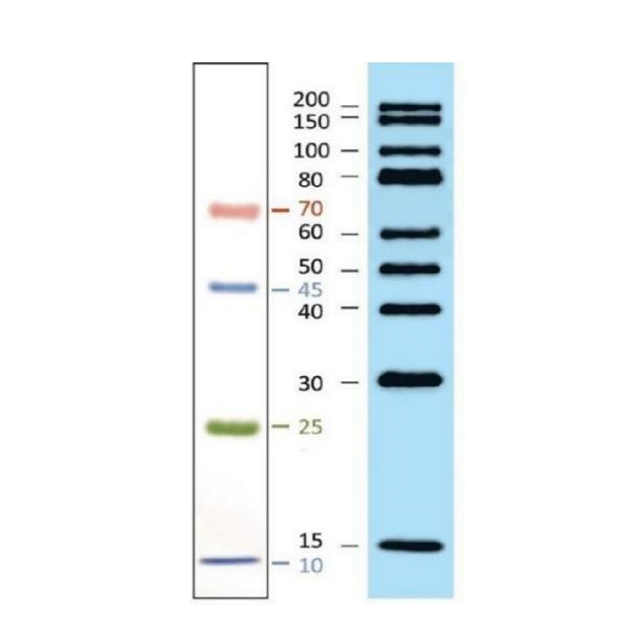 ColorBand Western Blot Marker 10 kDa -200 kDa | BioSci