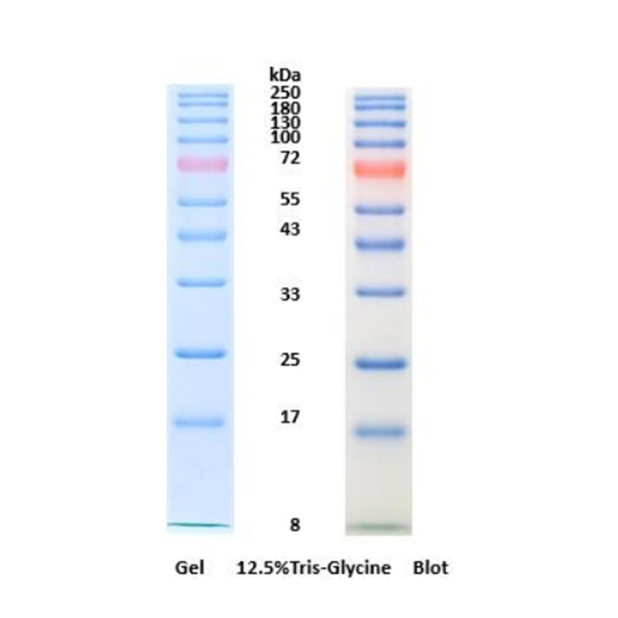 ColorBand Prestained Protein Marker Broad Range 8 kDa -250 kDa | BioSci