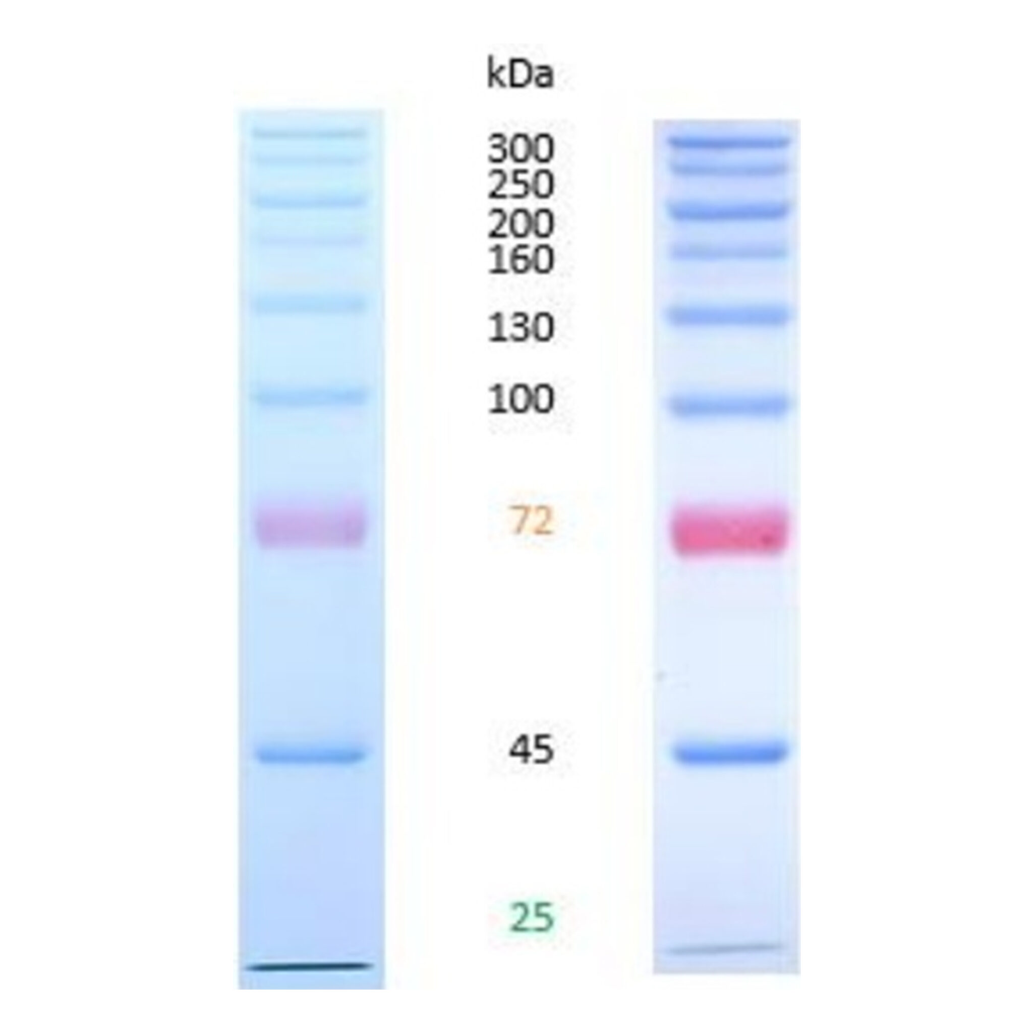 ColorBand Prestained Protein Marker High Range 25 kDa-300 kDa | BioSci